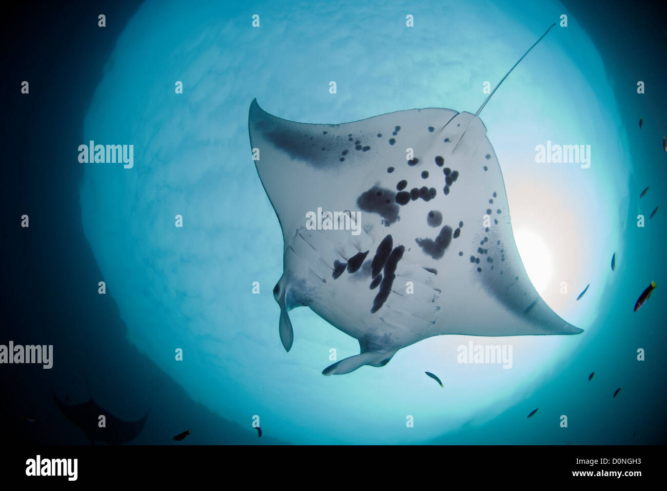 Giant manta ray swimming over the reef High Resolution Stock ...