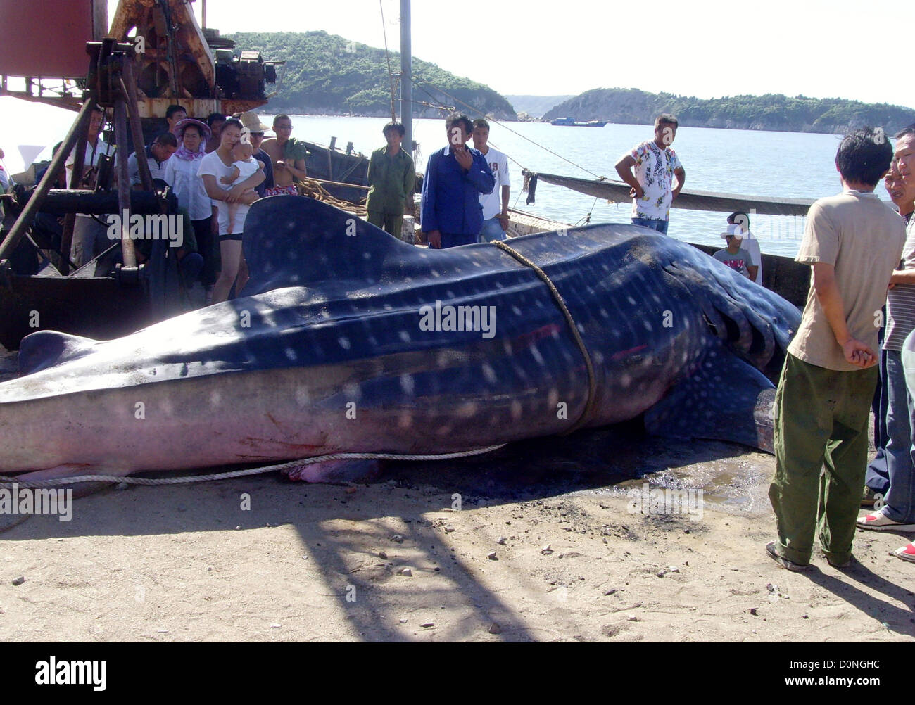Shark dies after getting caught in fishing nets This six-metre long ...