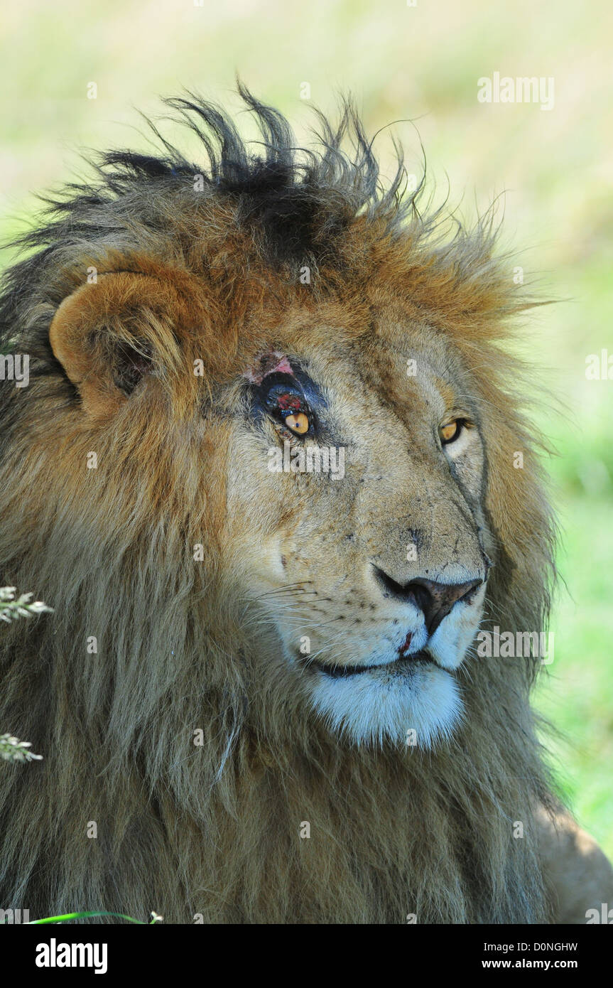 Injured male lion hi-res stock photography and images - Alamy