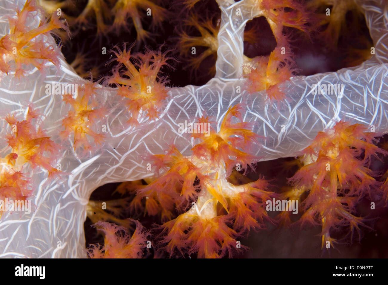 A soft tree coral (Dendronephthya sp.), Raja Ampat Islands, West Papua ...