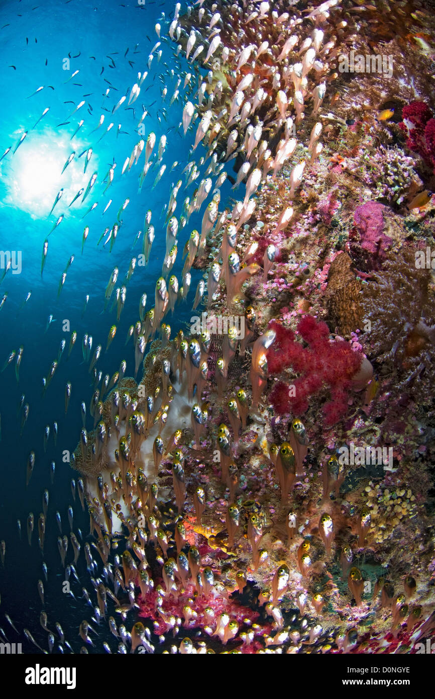 A large variety of fish swim around a coral reef, Raja Ampat Islands ...