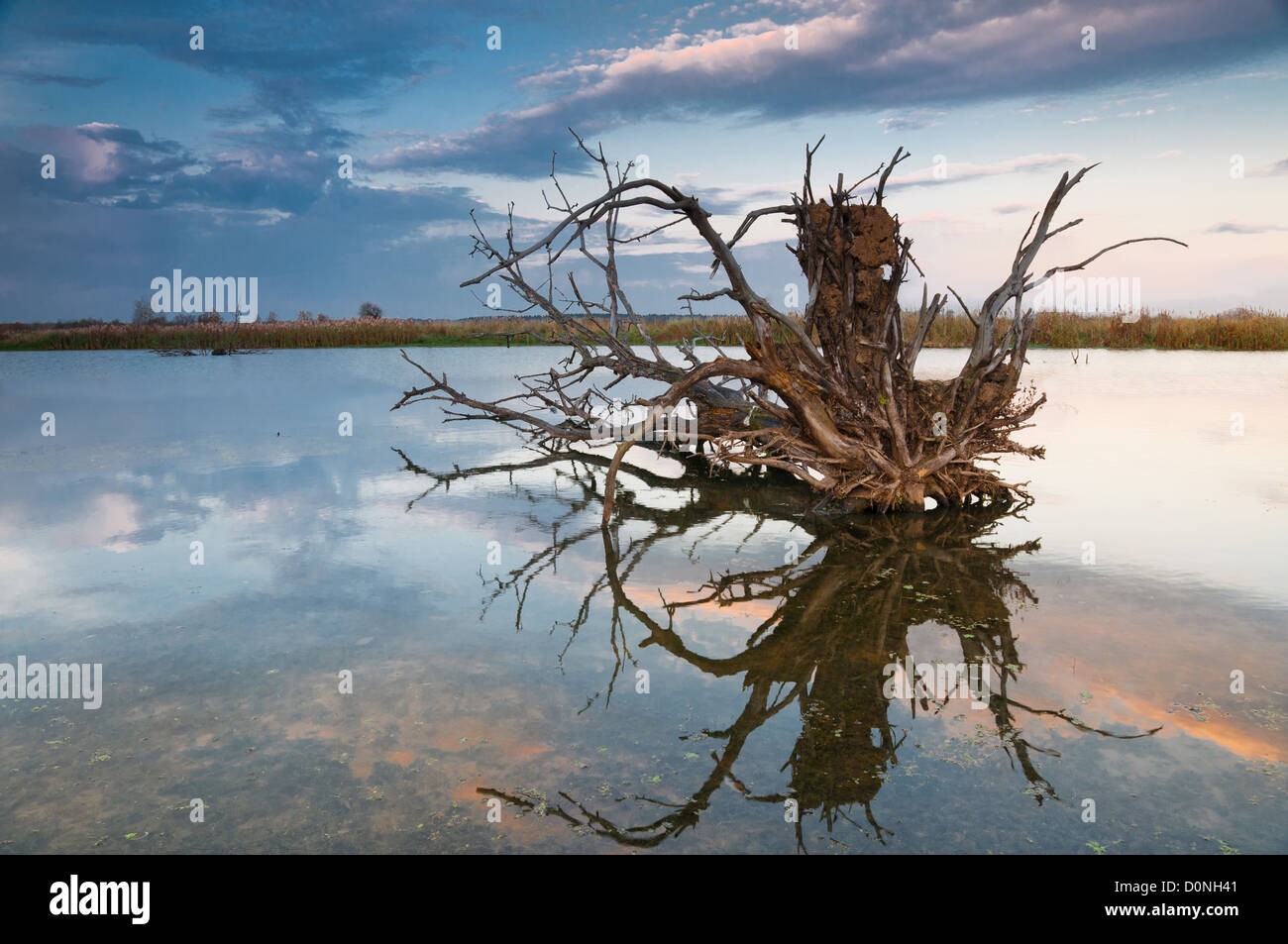 Dead tree reflected in water Stock Photo - Alamy