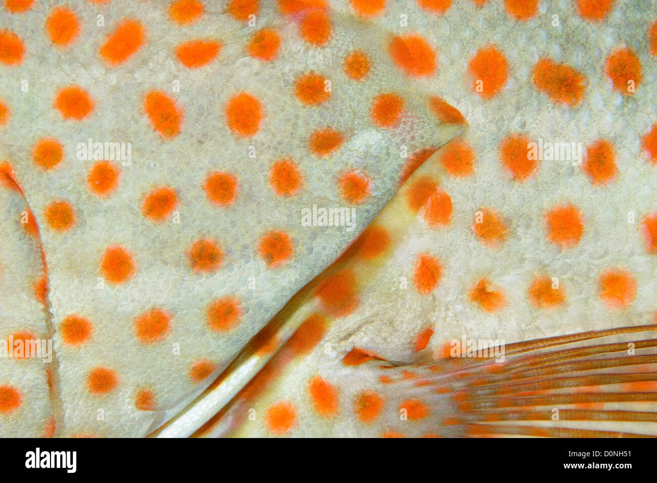 The skin of a slender grouper (Anyperodon leucogrammicus, Raja Ampat ...