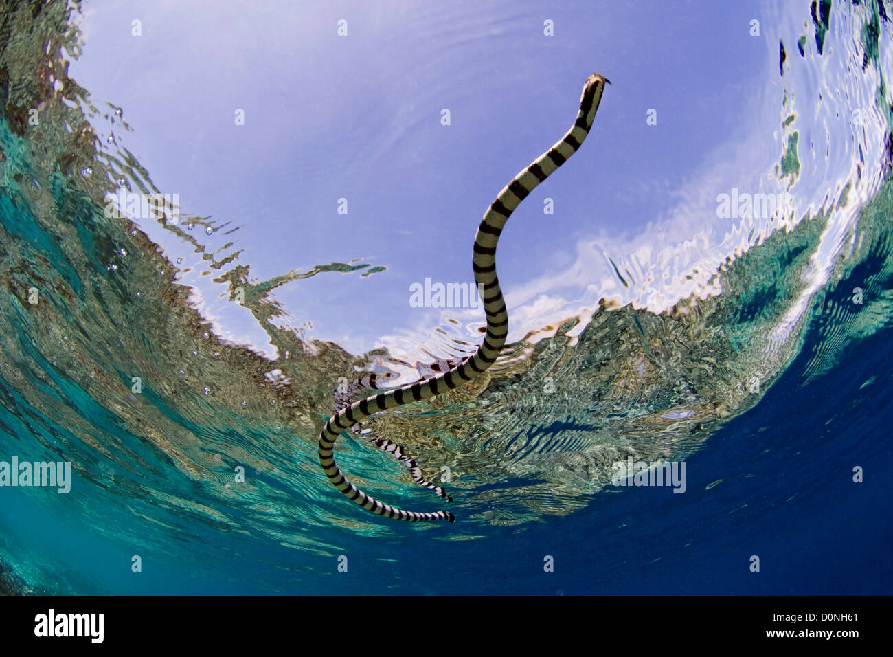 A banded sea snake or sea krait also called yellow-lipped sea krait or ...