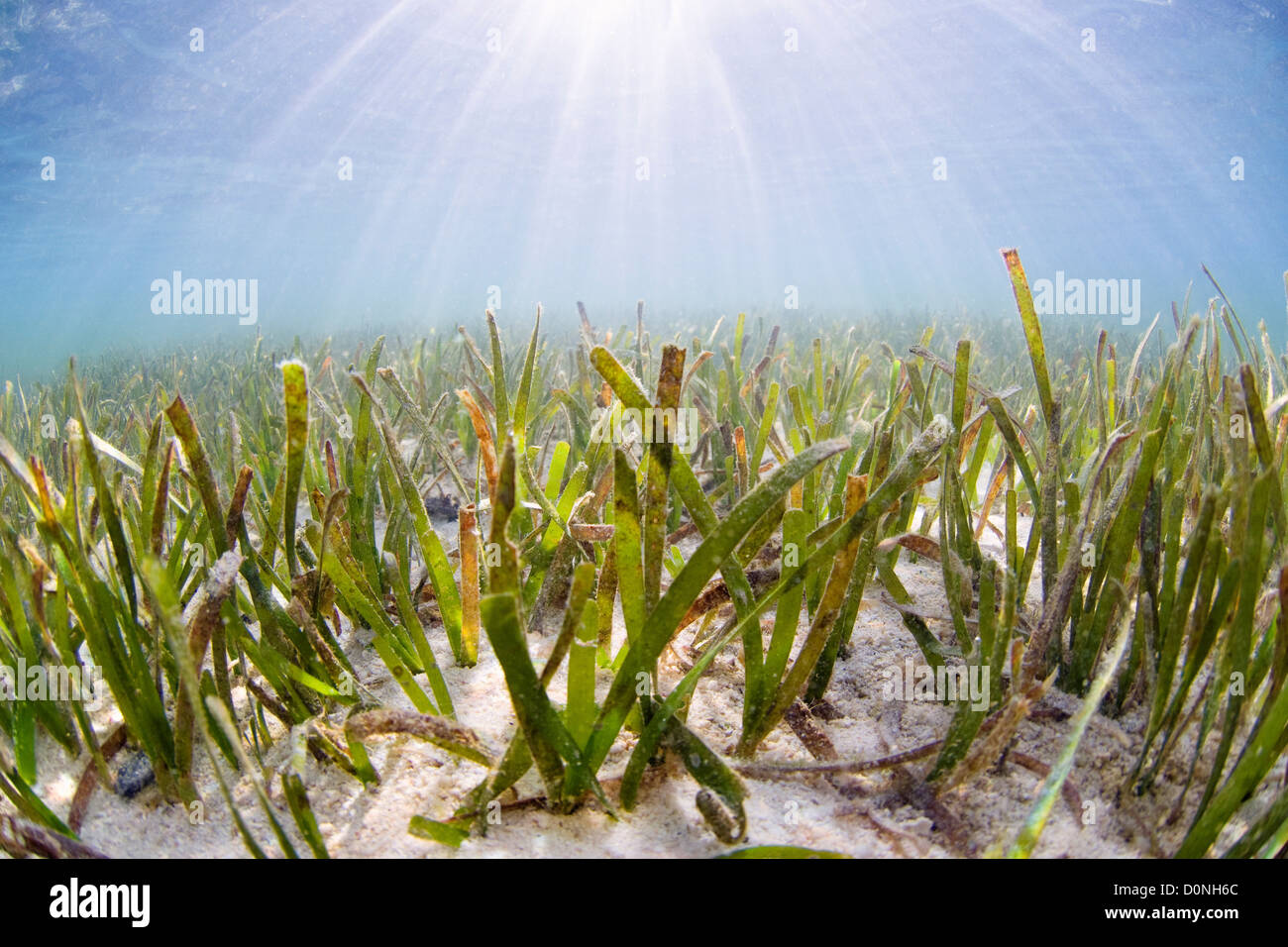A seagrass bed in shallow water, Raja Ampat Islands, West Papua ...