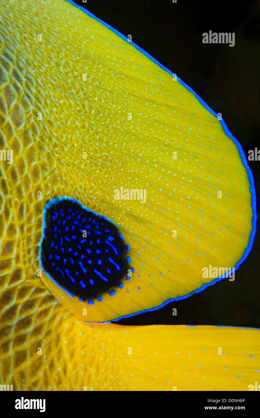 Black fin hi-res stock photography and images - Alamy