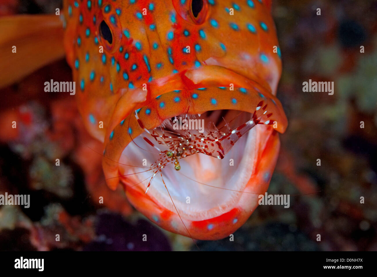 A coral grouper (Plectropomus leopardus) also called coral trout or ...