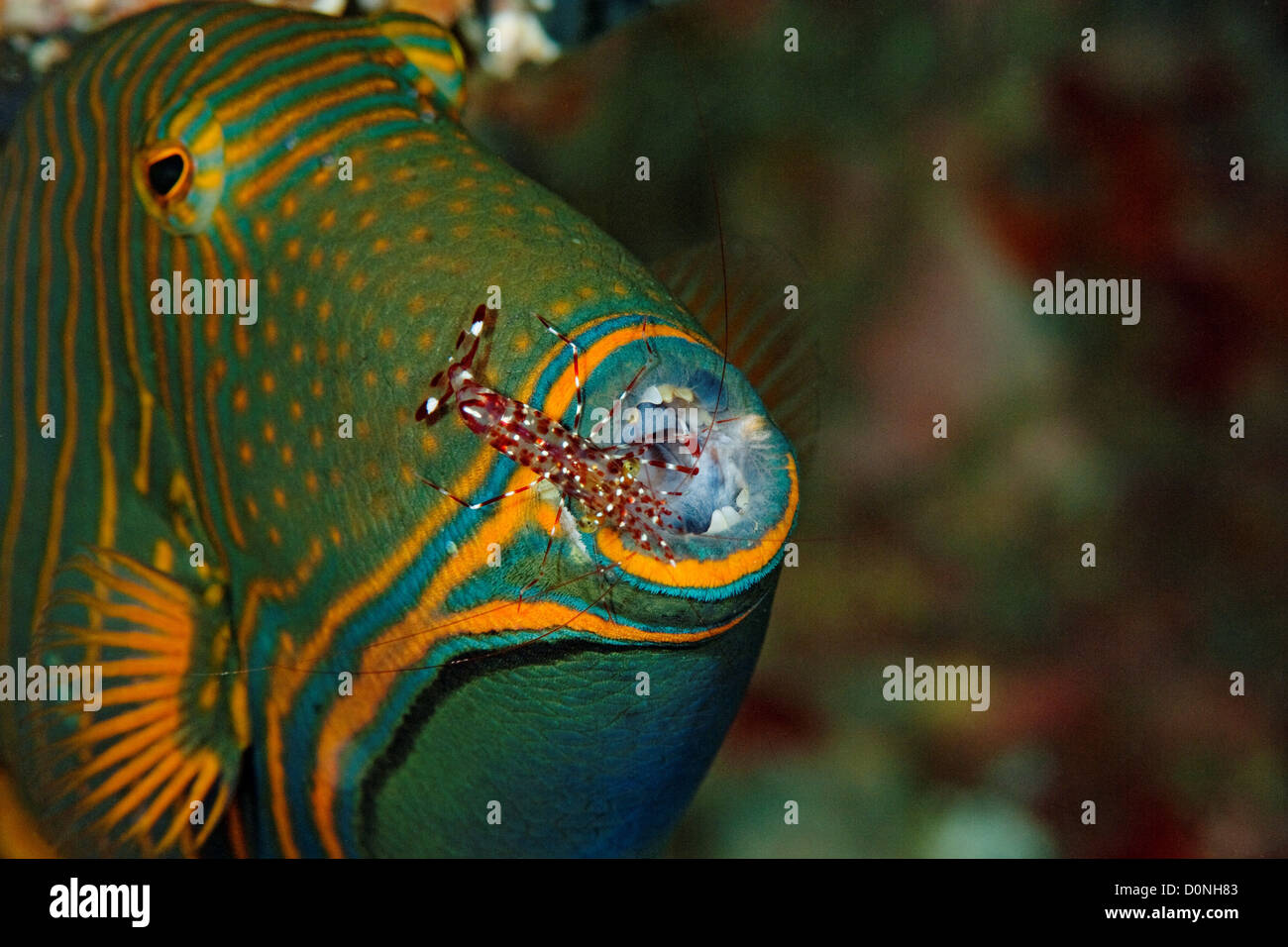 Orange Green Triggerfish