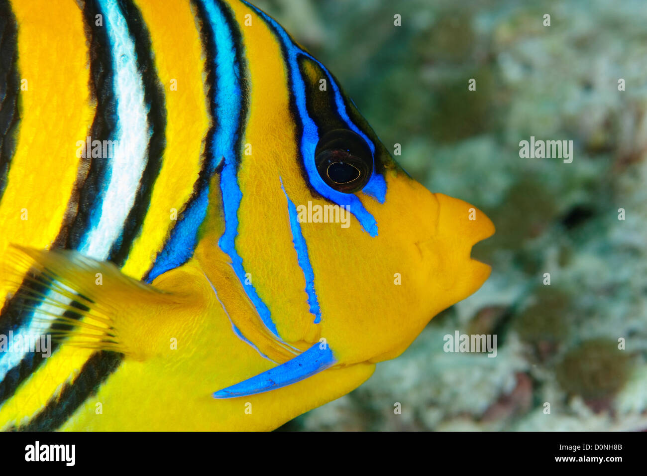 A regal angelfish (Pygoplites diacanthus), also known as a royal ...