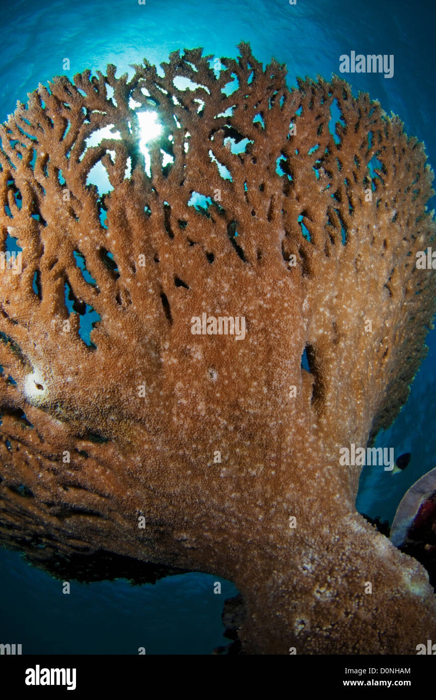 The acropora genus hi-res stock photography and images - Alamy