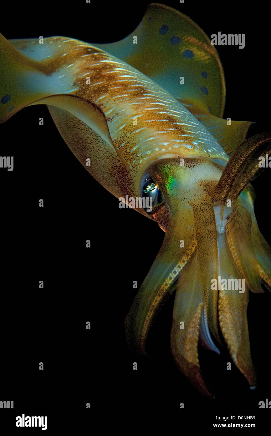 A bigfin reef squid (Sepioteuthis lessoniana), in the Maldives Stock ...