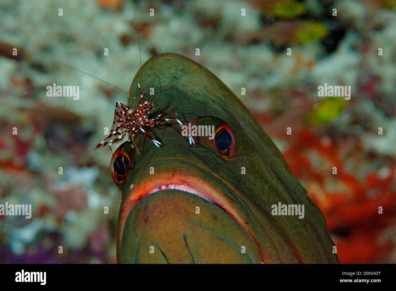 A redmouth grouper, (Aethaloperca rogaa), being cleaned by a clear ...