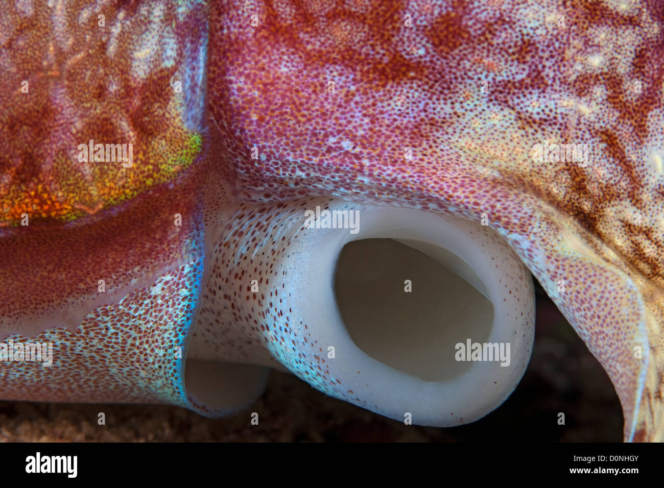 The siphon or hyponome broadclub cuttlefish (Sepia latimanus) in ...