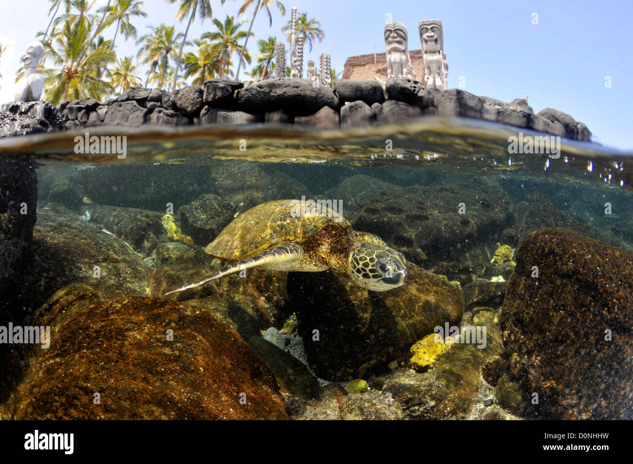 Split image of Hawaiian traditional totem and Green sea turtle ...
