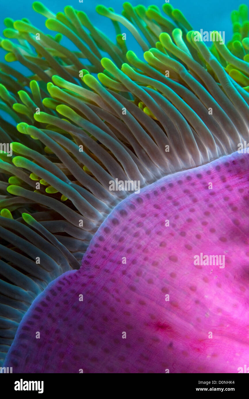 The tentacles and mantle of a magnificent sea anemone (Heteractis ...