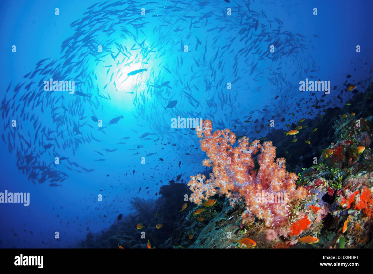 A colorful tree coral Dendronephthya sp. on reef school fish ...