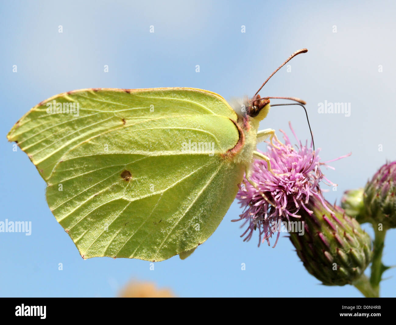 Borboleta limao hi-res stock photography and images - Alamy