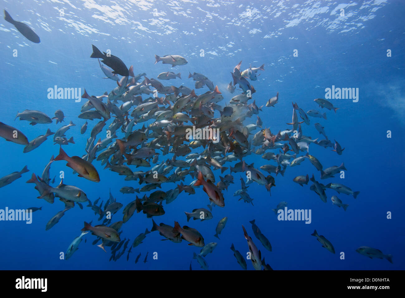 A school of two-spot red snappers (Lutjanus bohar) feeding, seen from ...
