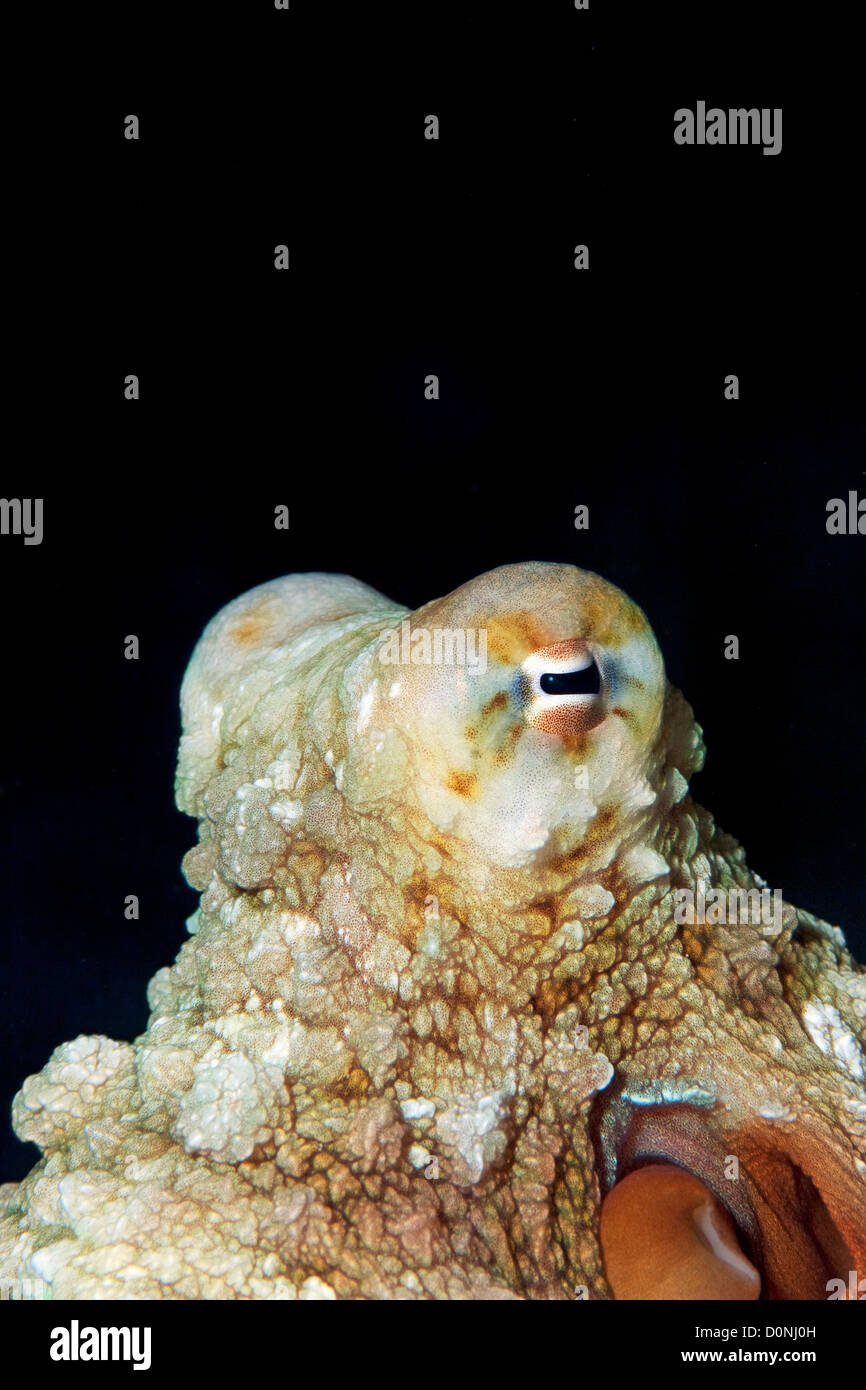 The eyes of a day octopus (Octopus cyanea), also known as a big blue ...