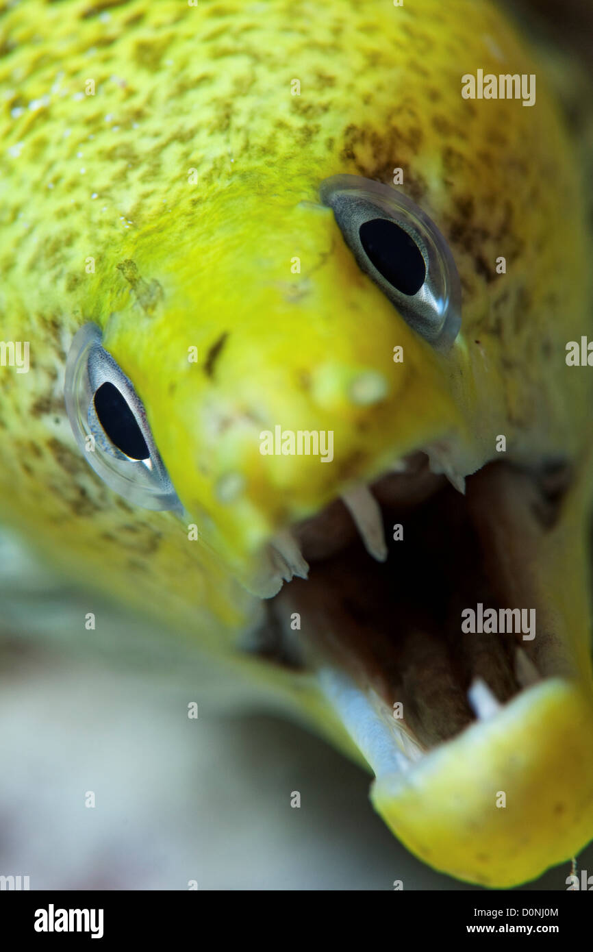 Up close personal undulated moray eel (Gymnothorax undulatus) mouth ...