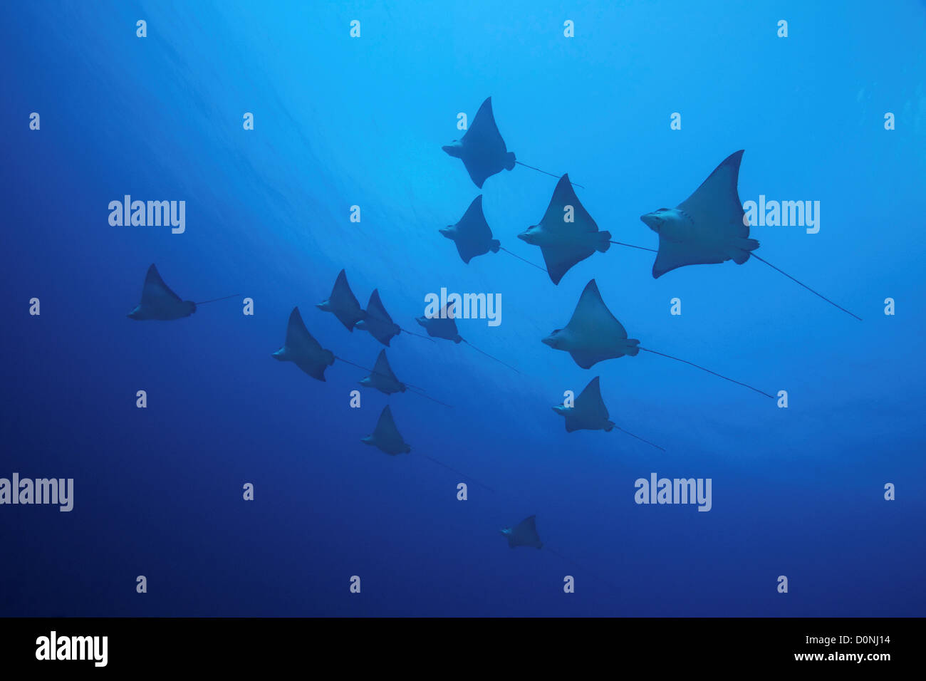 A school of spotted eagle rays (Aetobatus narinari) seen from below ...