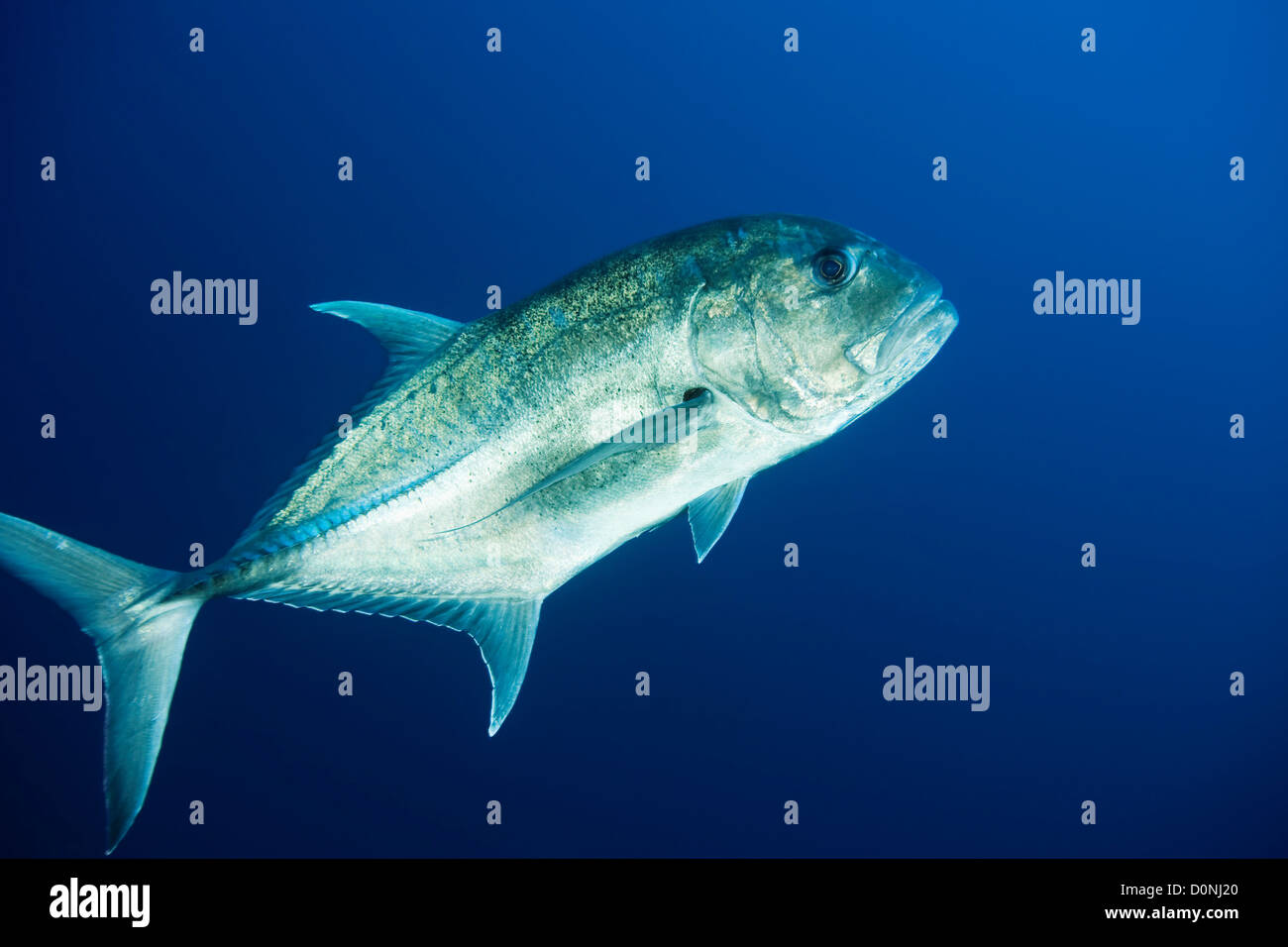 Giant trevally caranx ignobilis in hi-res stock photography and images ...