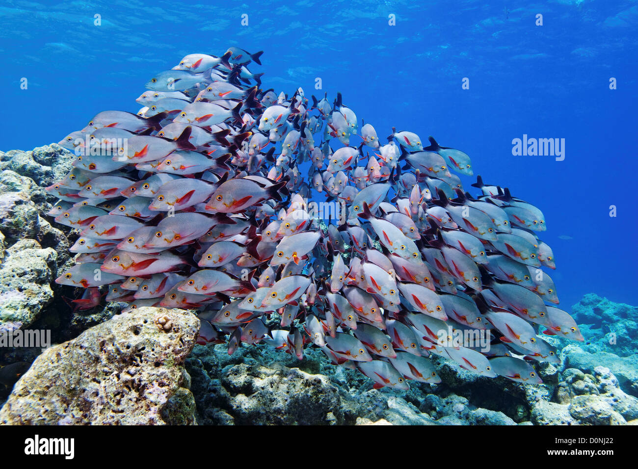 A school of humpback red snappers (Lutjanus gibbus), swimming over a ...