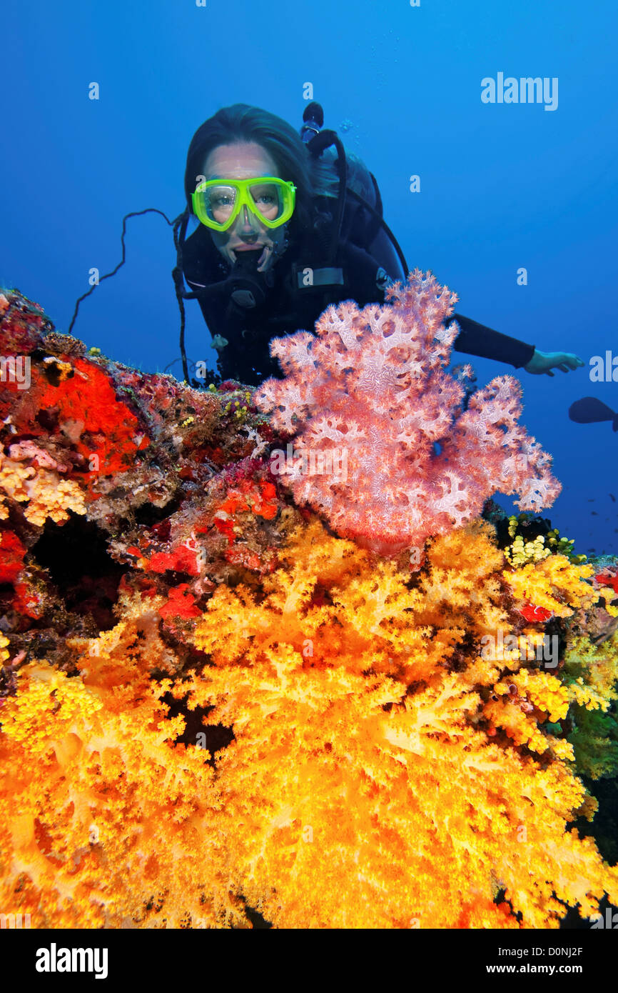 A diver looking at pretty Dendronephthya soft corals, Meemu Atoll, The ...