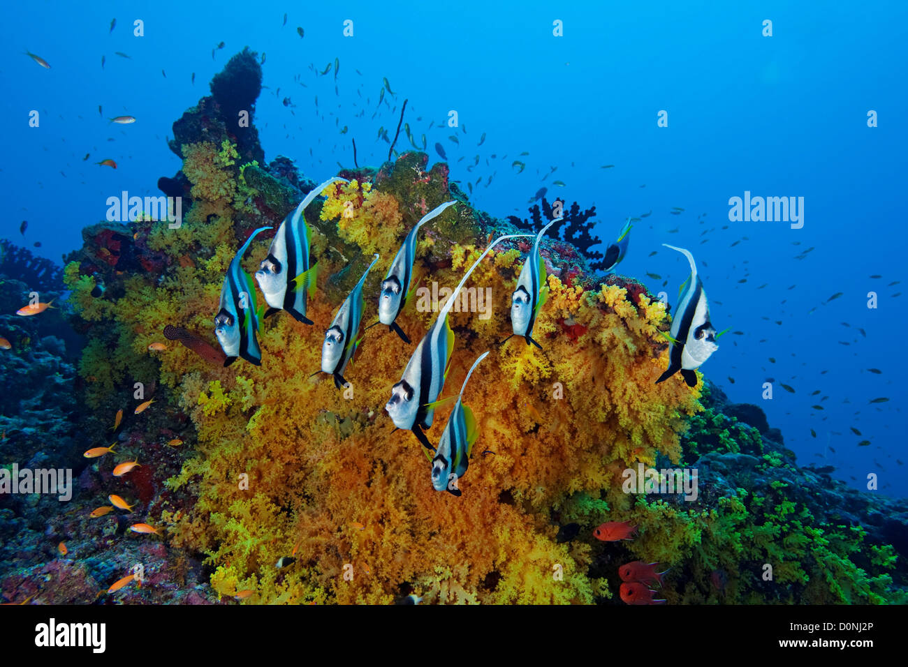 A school longfin bannerfish (Heniochus acuminatus) also known as ...