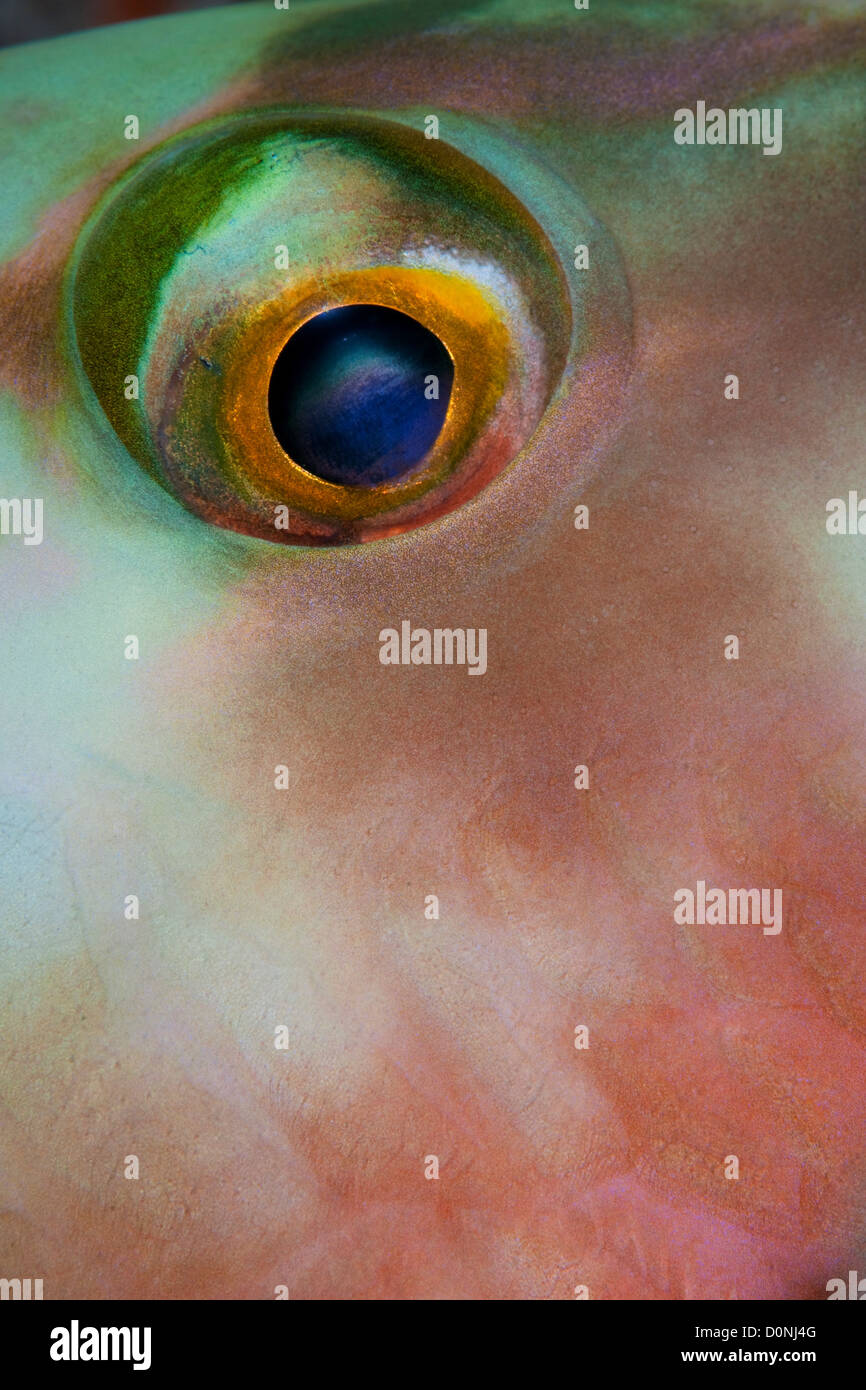 Longnose Parrotfish Hipposcarus Harid High Resolution Stock Photography ...