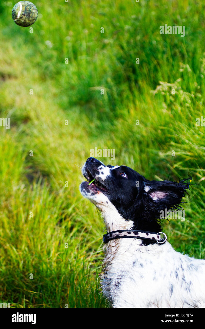 Springer Spaniel jumping for a ball Stock Photo - Alamy