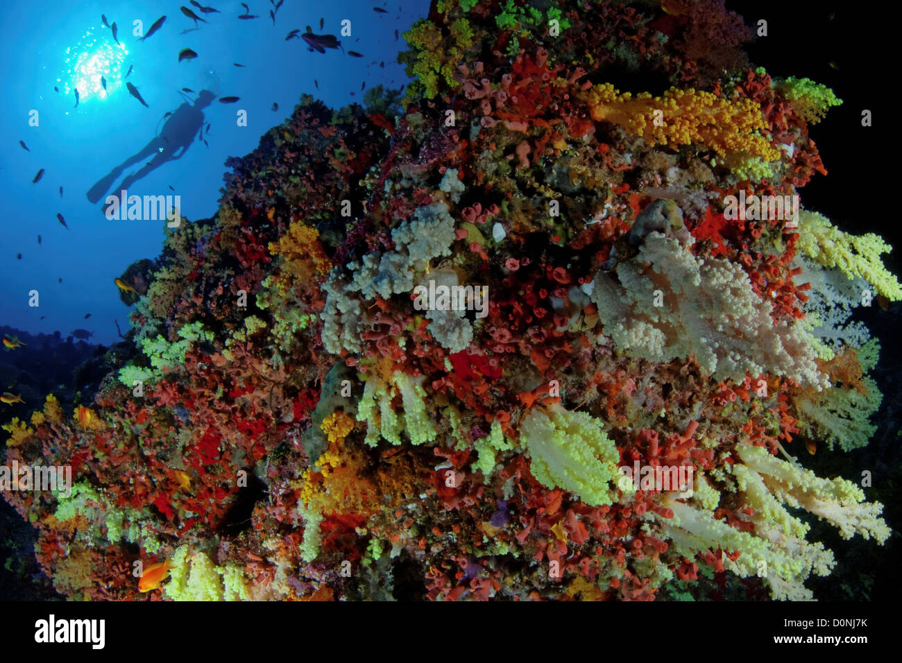 Dendronephthya soft coral growing under ledge silhouette diver fishes ...