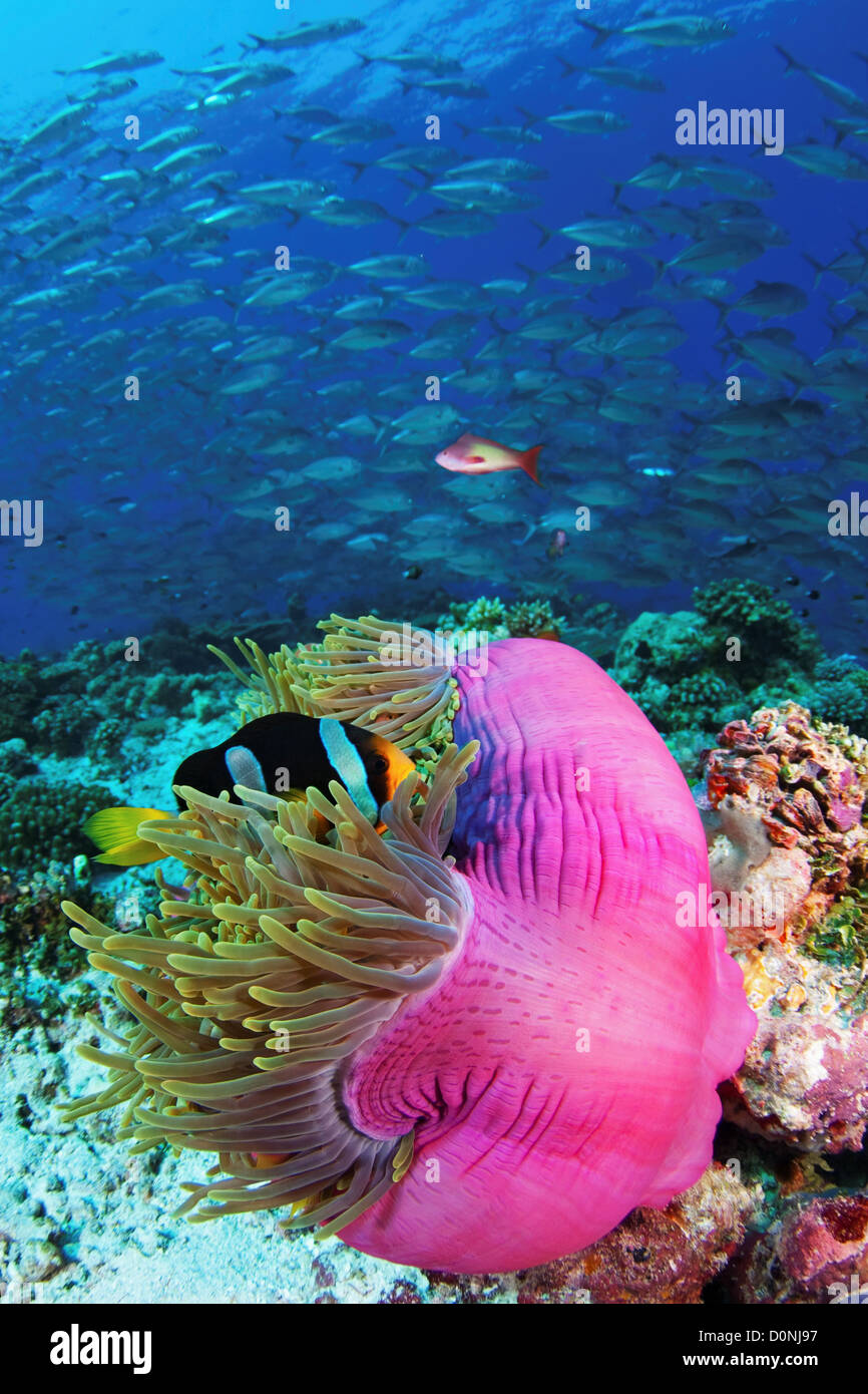 Radianthus magnifica hi-res stock photography and images - Alamy