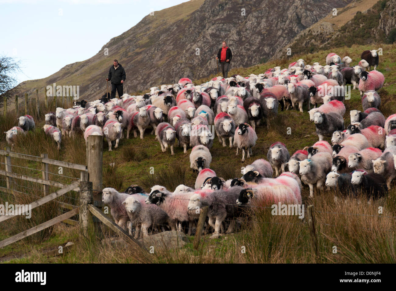Herdwick sheep are brought down from the fells at Gatesgarth Farm ...