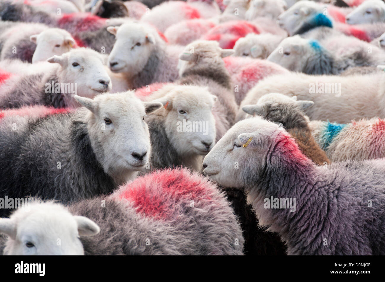 Buttermere gatesgarth farm hi-res stock photography and images - Alamy