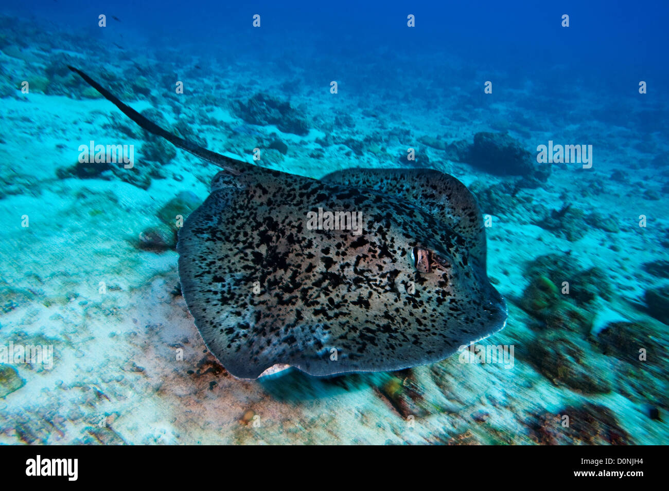 A blotched fantail ray (Taeniura meyeni) swimming over a reef, Felidhu ...