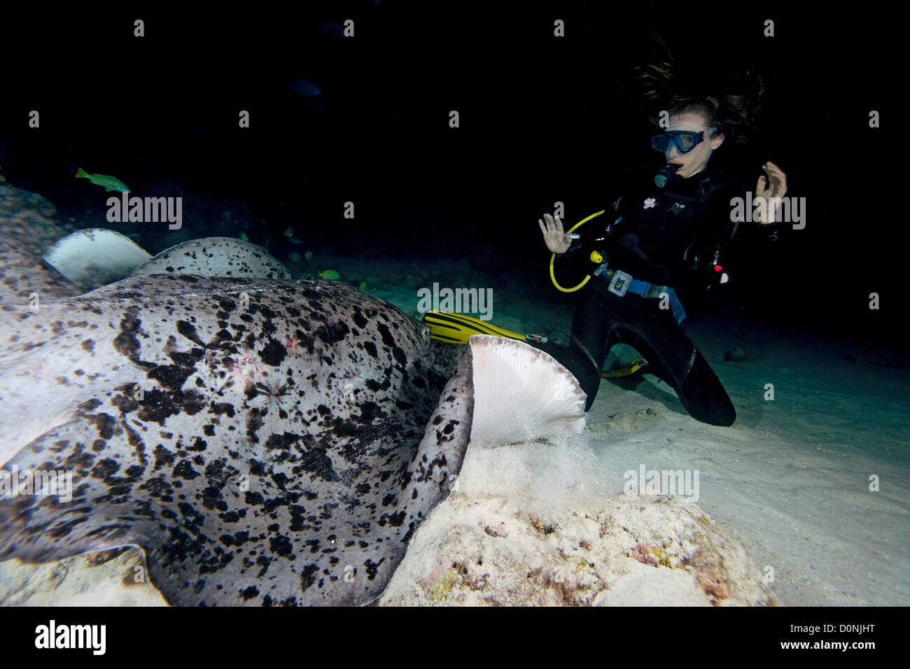 A terrified diver looking blotched fantail ray (Taeniura meyeni ...