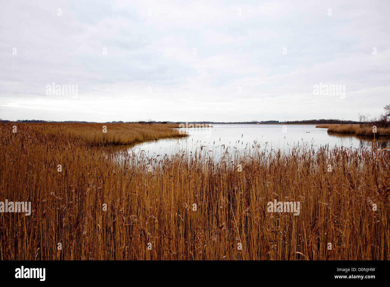Hickling reserve hi-res stock photography and images - Alamy