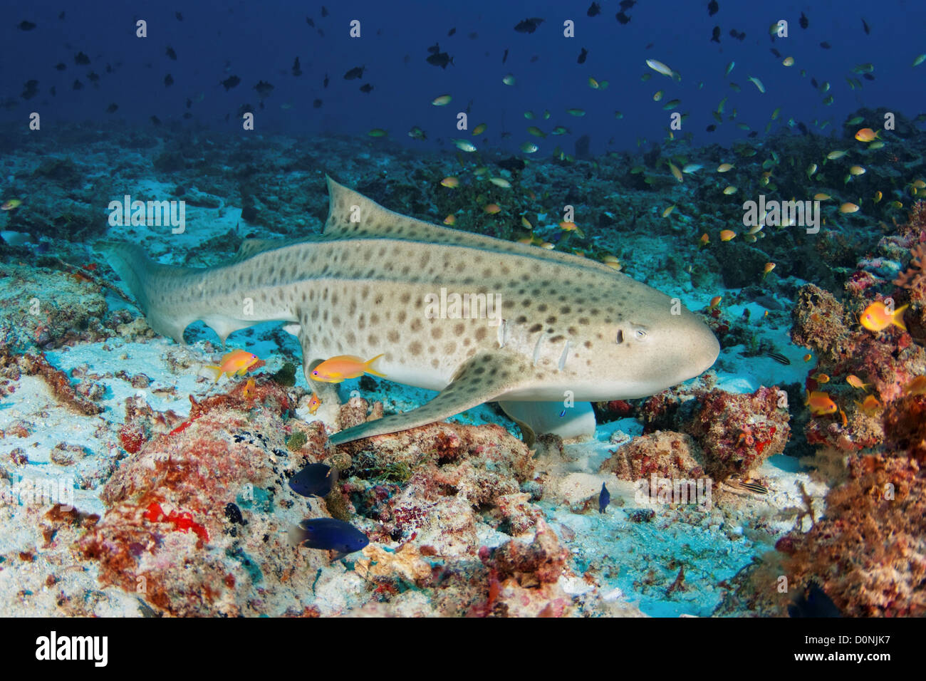 A zebra shark (Stegostoma fasciatum) sometimes called leopard shark. on ...