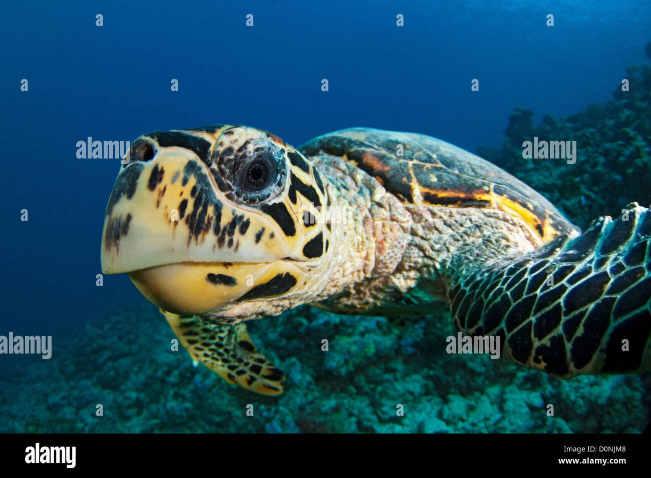 A hawksbill turtle (Eretmochely imbricata) head first, South Ari Atoll ...