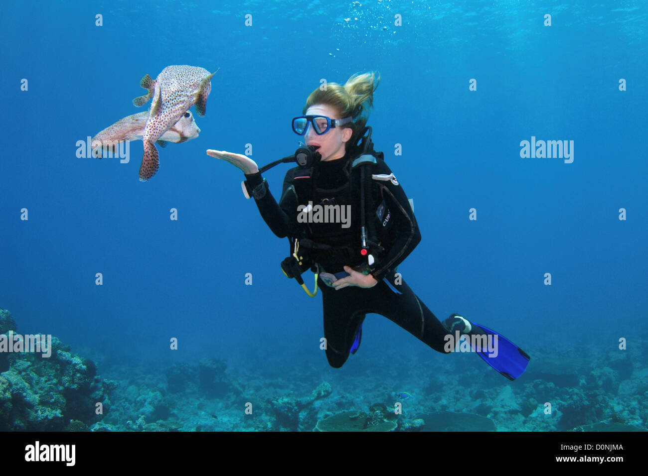 A diver interacting pair friendly porcupine pufferfish (Diodon hystrix ...