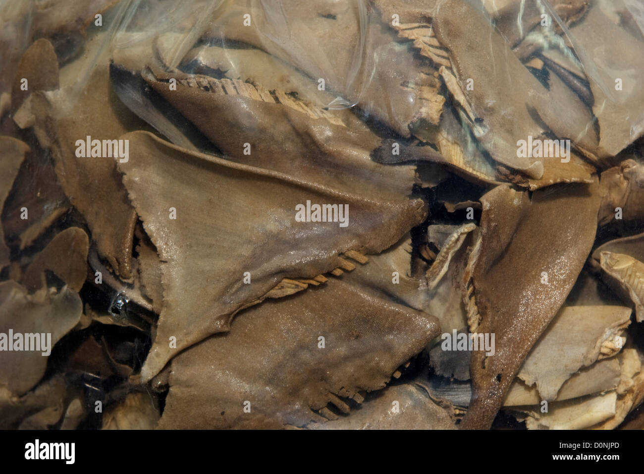 A bag of dried shark fin for sale, Kota Kinabalu, Sabah, Borneo ...
