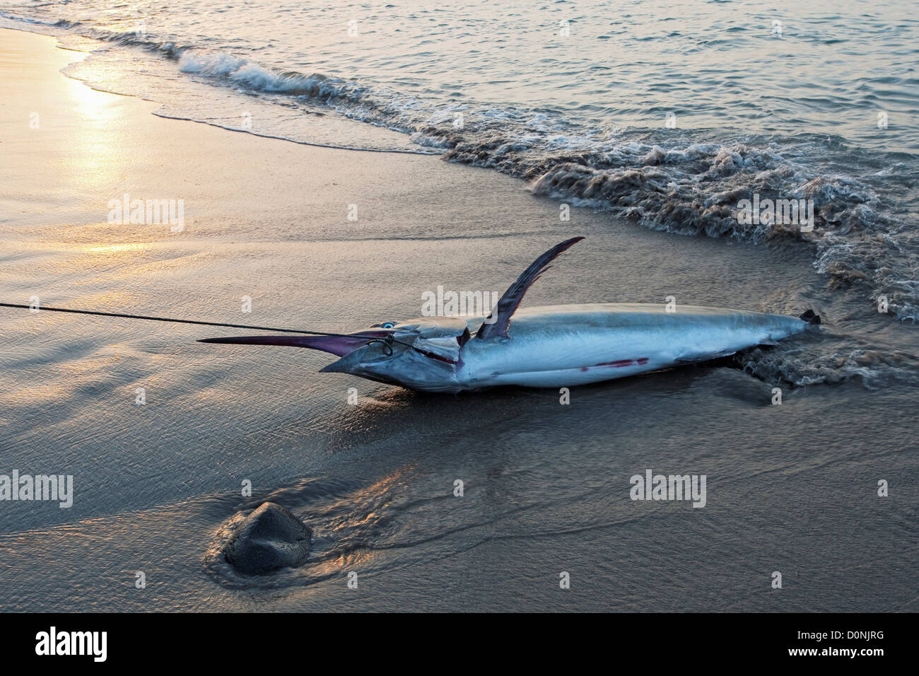 A dead marlin on a hook being dragged up the beach, Lamalera, Lembata ...
