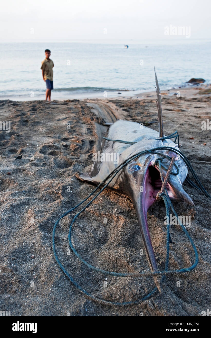 A dead marlin on the beach, Lamalera, Lembata Island, Eastern Indonesia ...