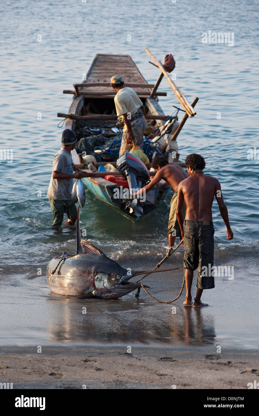 Unloading a dead marlin catch from a boat, Lamalera, Lembata Island ...