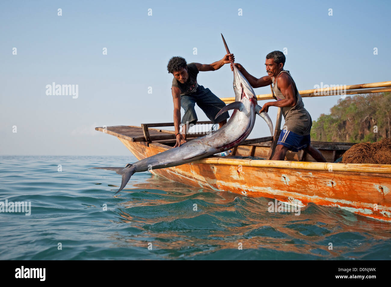 Unloading a dead marlin catch from a small boat, Lamalera, Lembata ...
