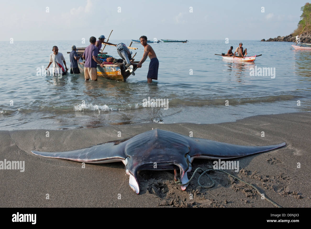 A dead devilray (Mobula japanica), dragged onto the beach in Lamalera ...