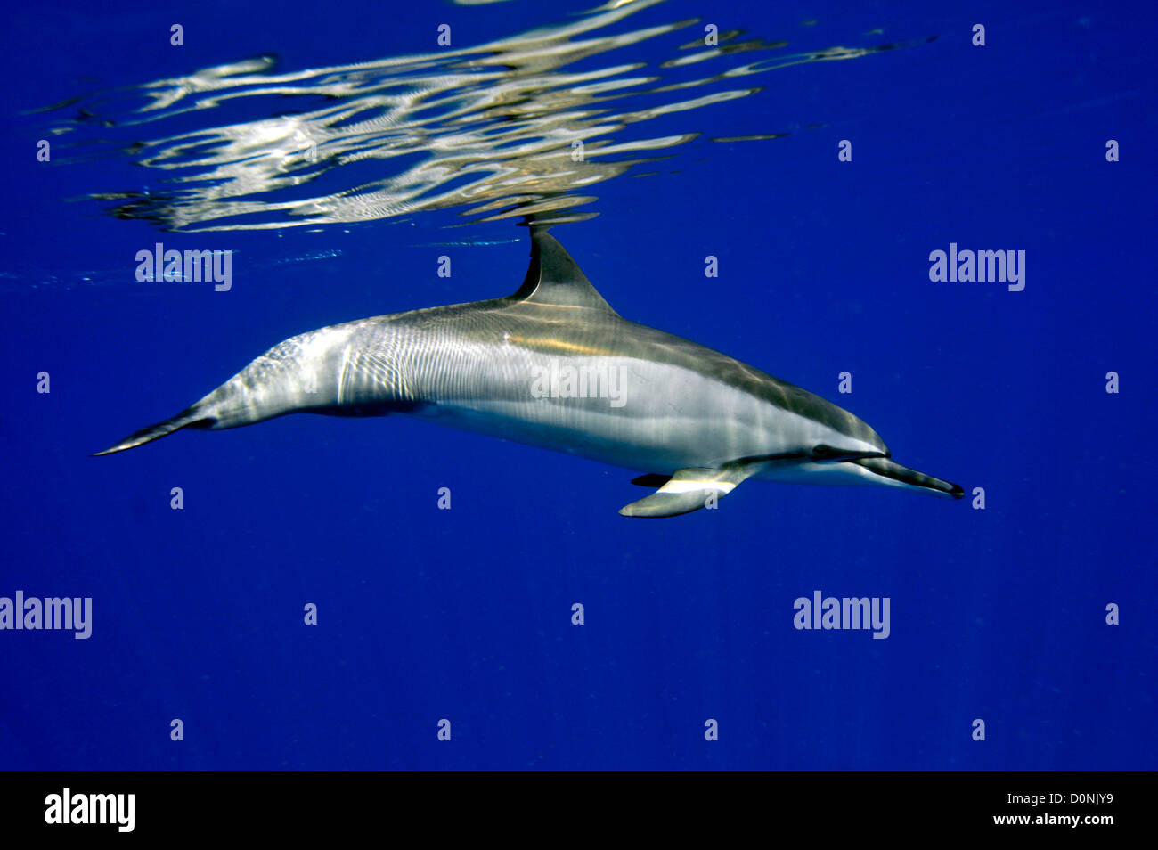 Long snouted spinner dolphin hi-res stock photography and images - Alamy
