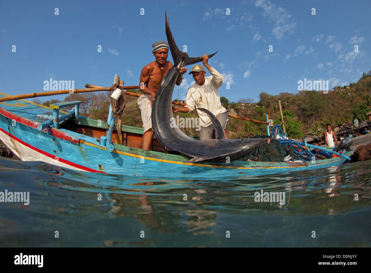 Unloading a dead marlin catch from a small boat, Lamalera, Lembata ...