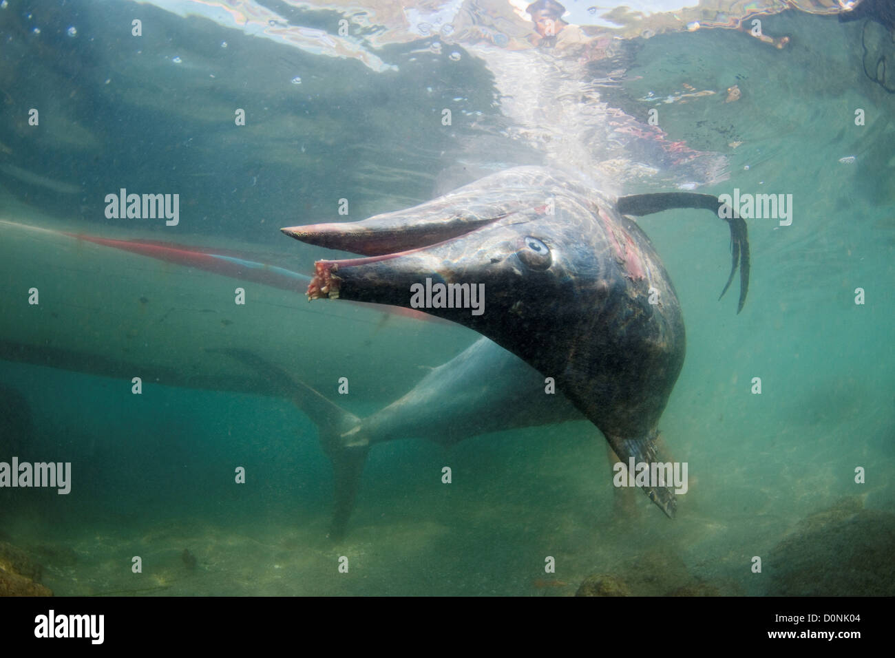 A dead marlin unloaded from a fishing boat, Lamalera, Lembata Island ...